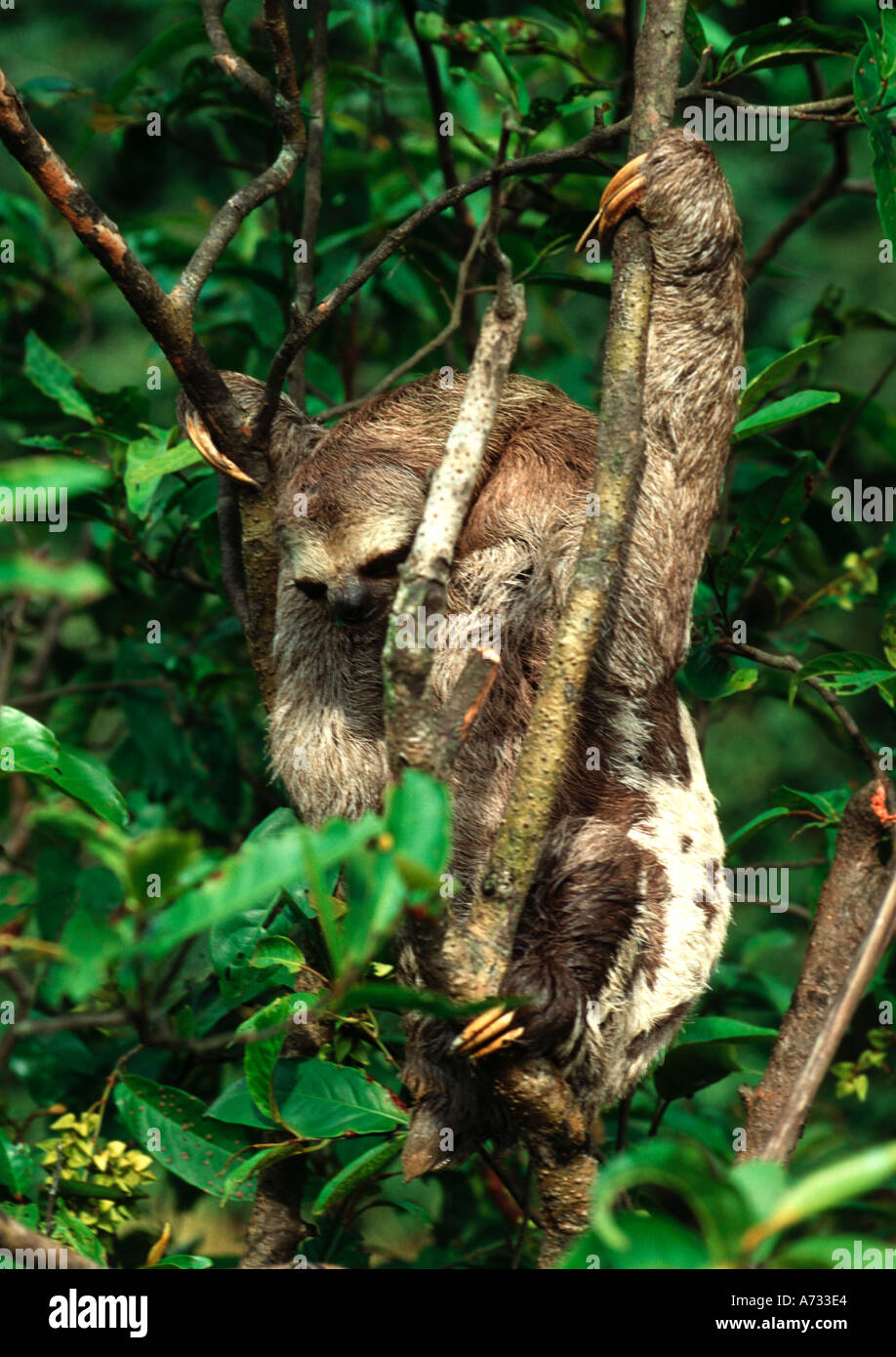 Three toed sloth Bradypus tridactylus Amazonas Brazil Stock Photo - Alamy