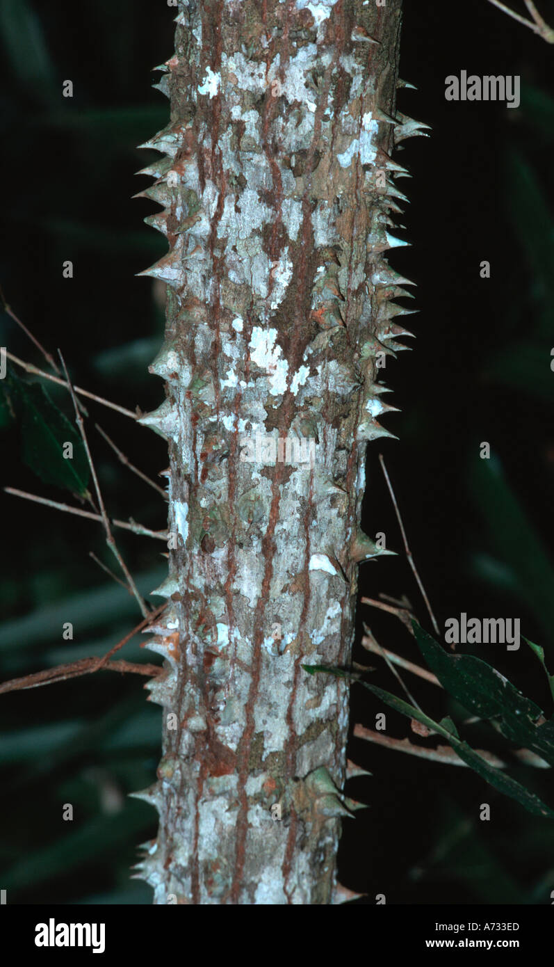 Tropical plants with thorns hi-res stock photography and images - Alamy