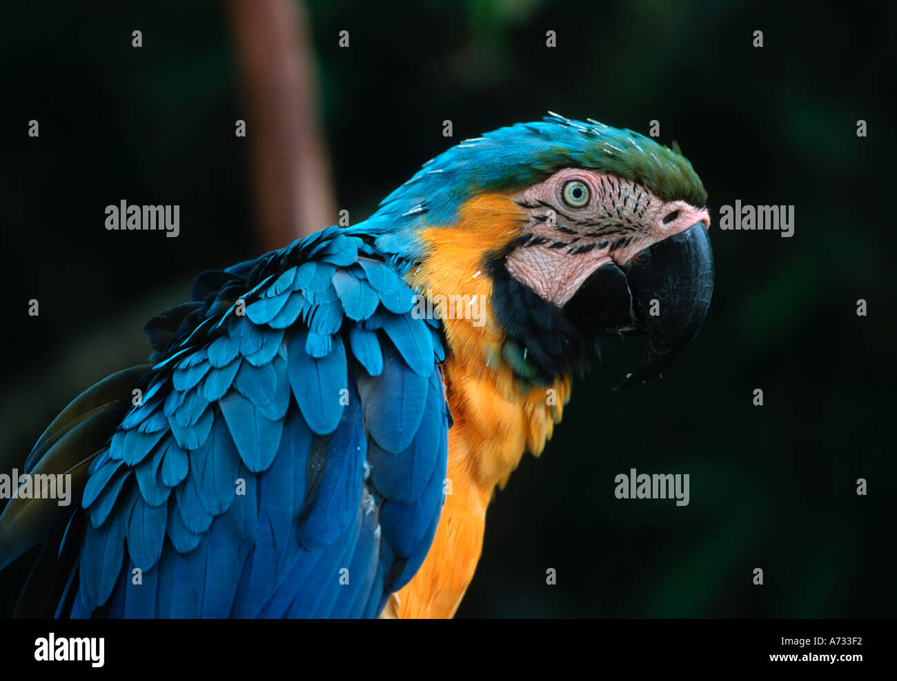 Arara caninde hi-res stock photography and images - Alamy