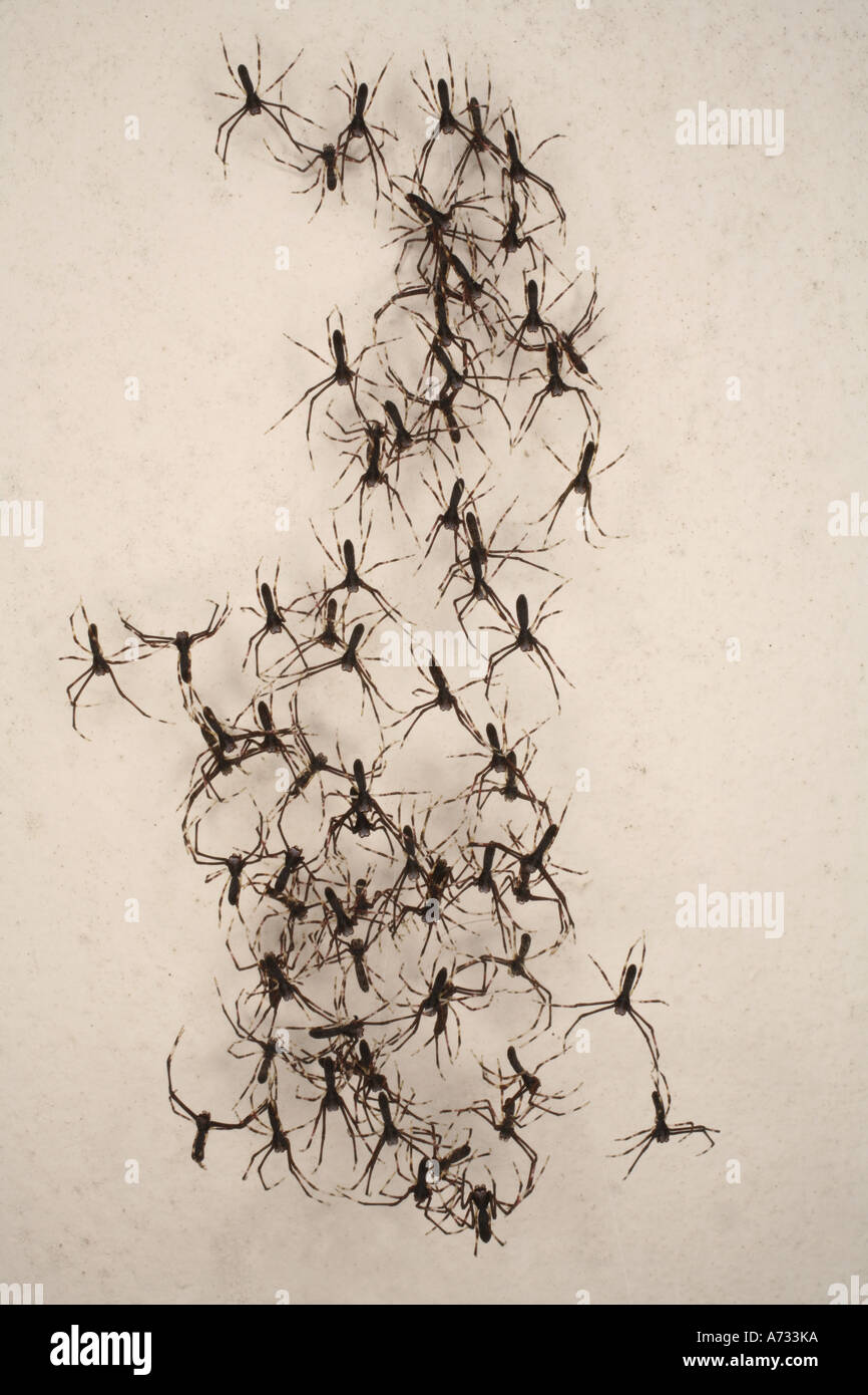 Spider hatchlings hi-res stock photography and images - Alamy