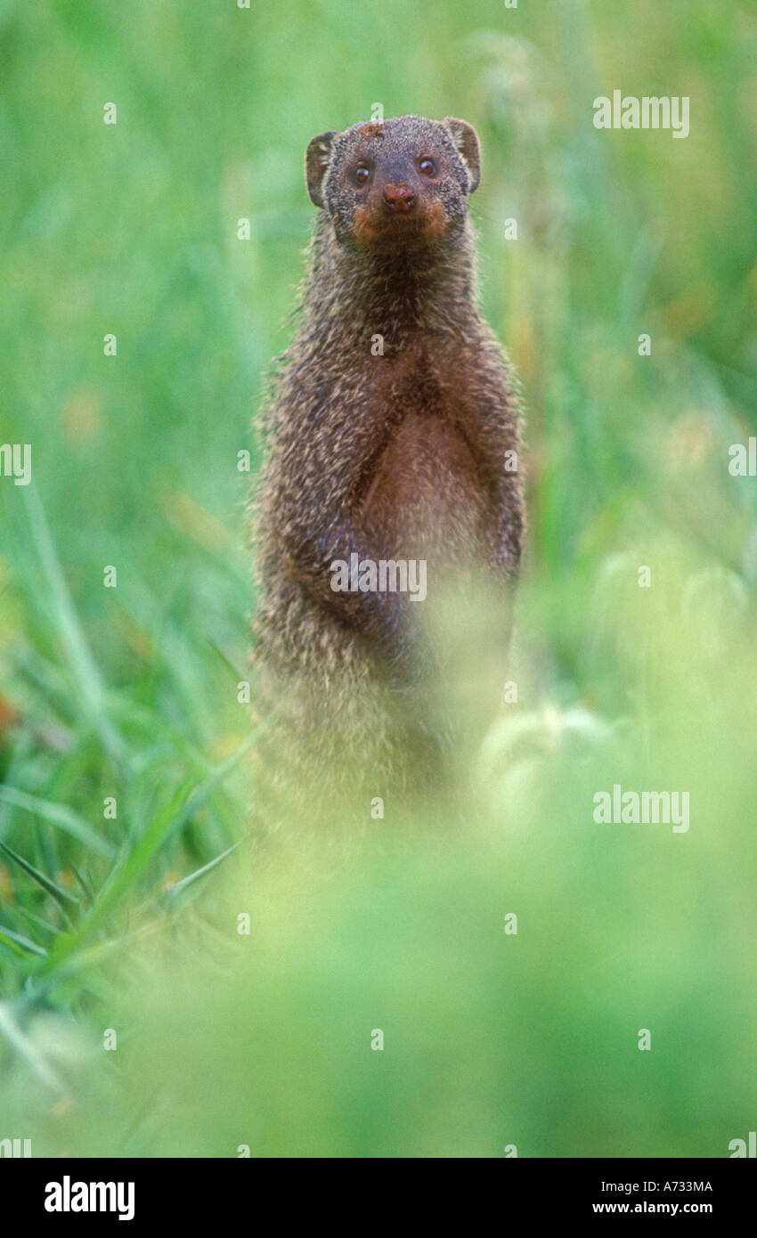 Banded mongoose mungos mungo feeding hi-res stock photography and ...