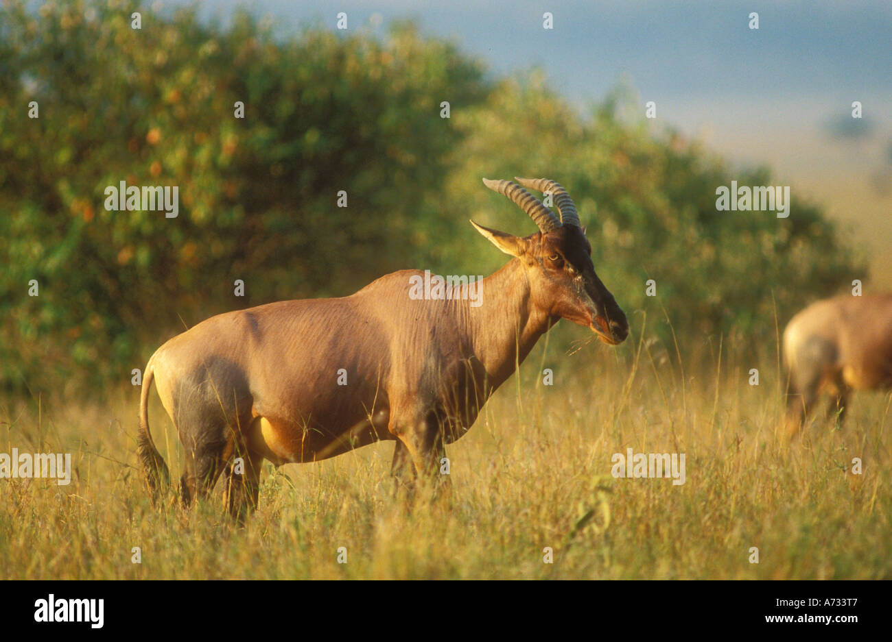 Classic Topi portrait lit by low sunlight Stock Photo - Alamy