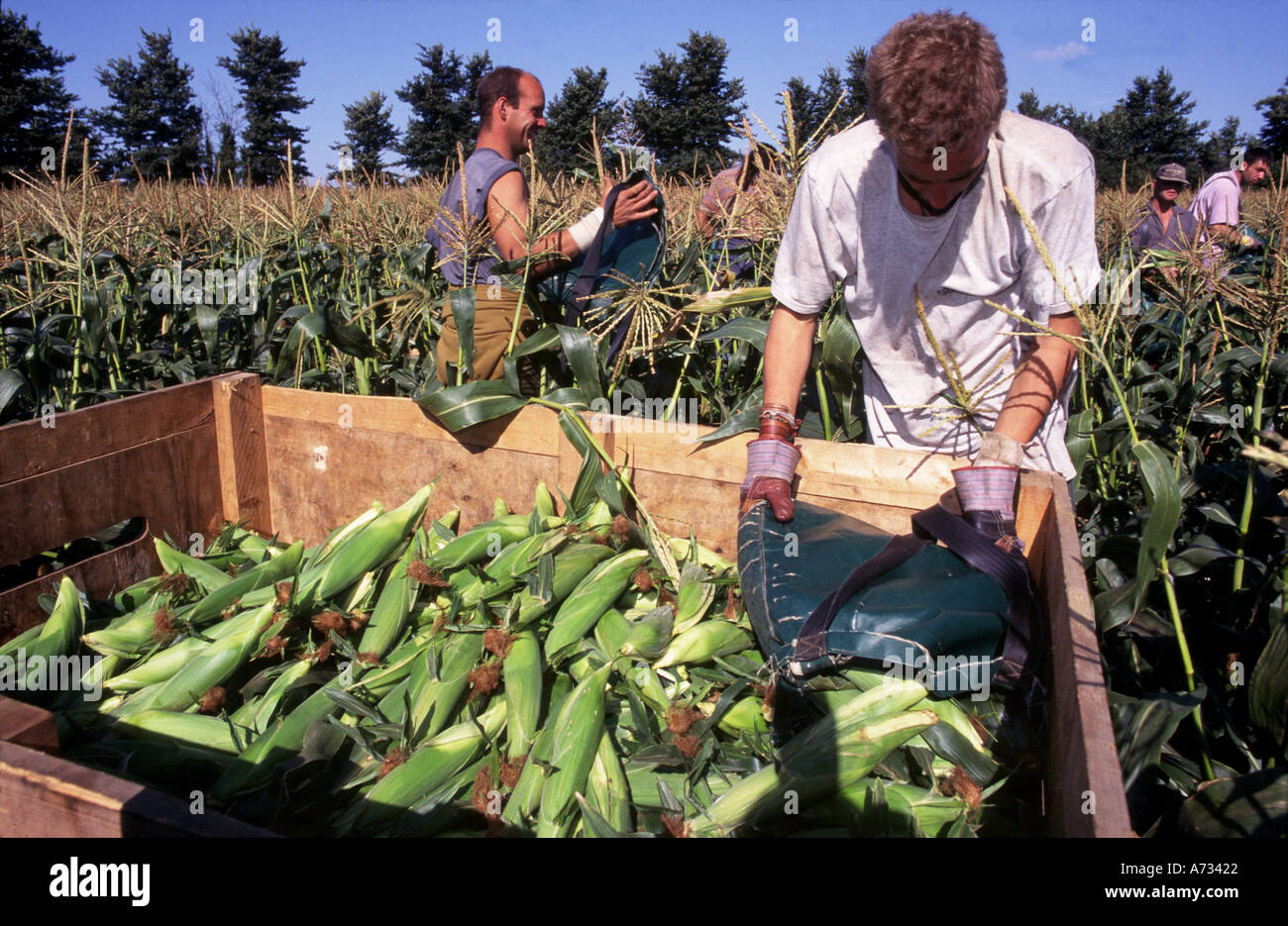 Harvesting corn on the cob maize crop Isle of Wight England Stock Photo ...