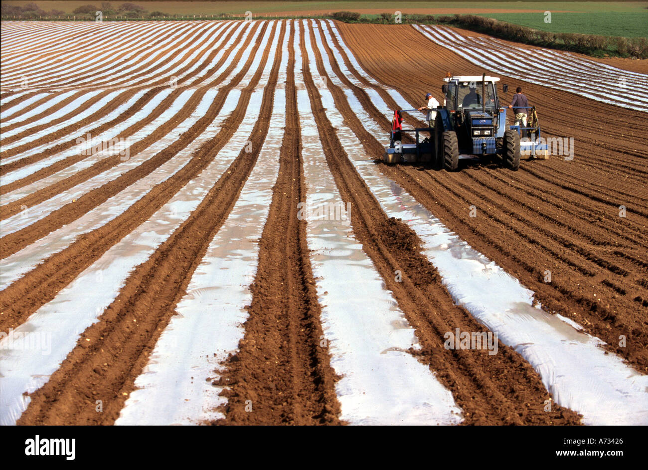 Tractor Laying plastic cover over corn crop Isle of Wight England Stock ...