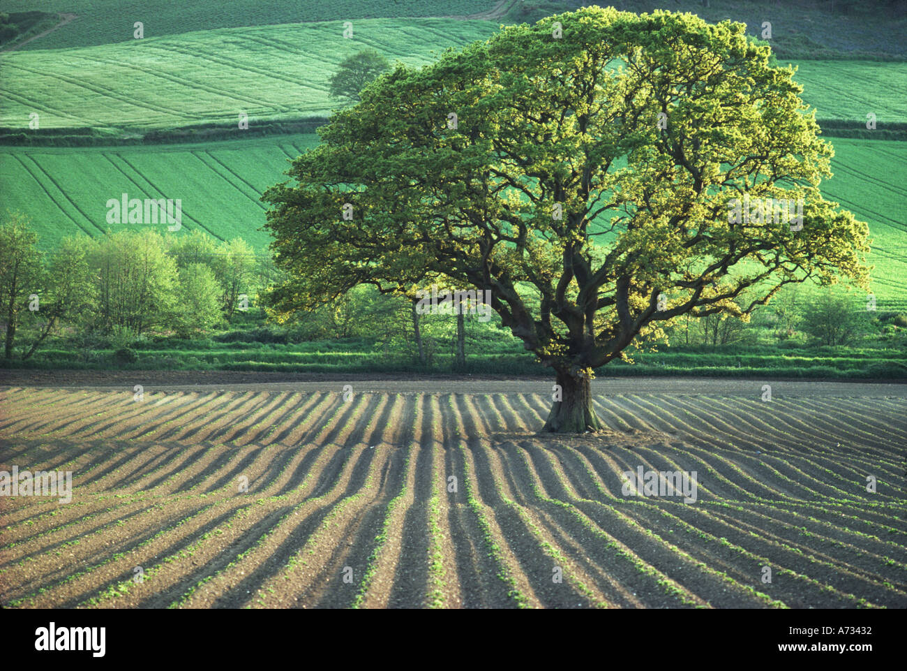 Oak tree growing in hedge hi-res stock photography and images - Alamy
