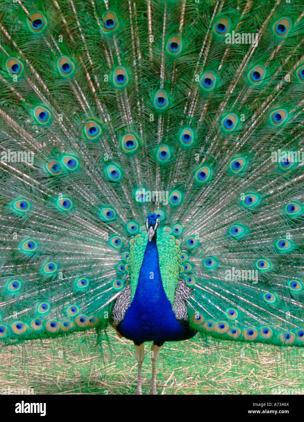The peacock fan hi-res stock photography and images - Alamy
