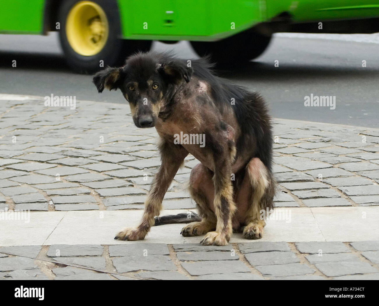 Mangy stray dog. Valparaiso, Chile Stock Photo - Alamy
