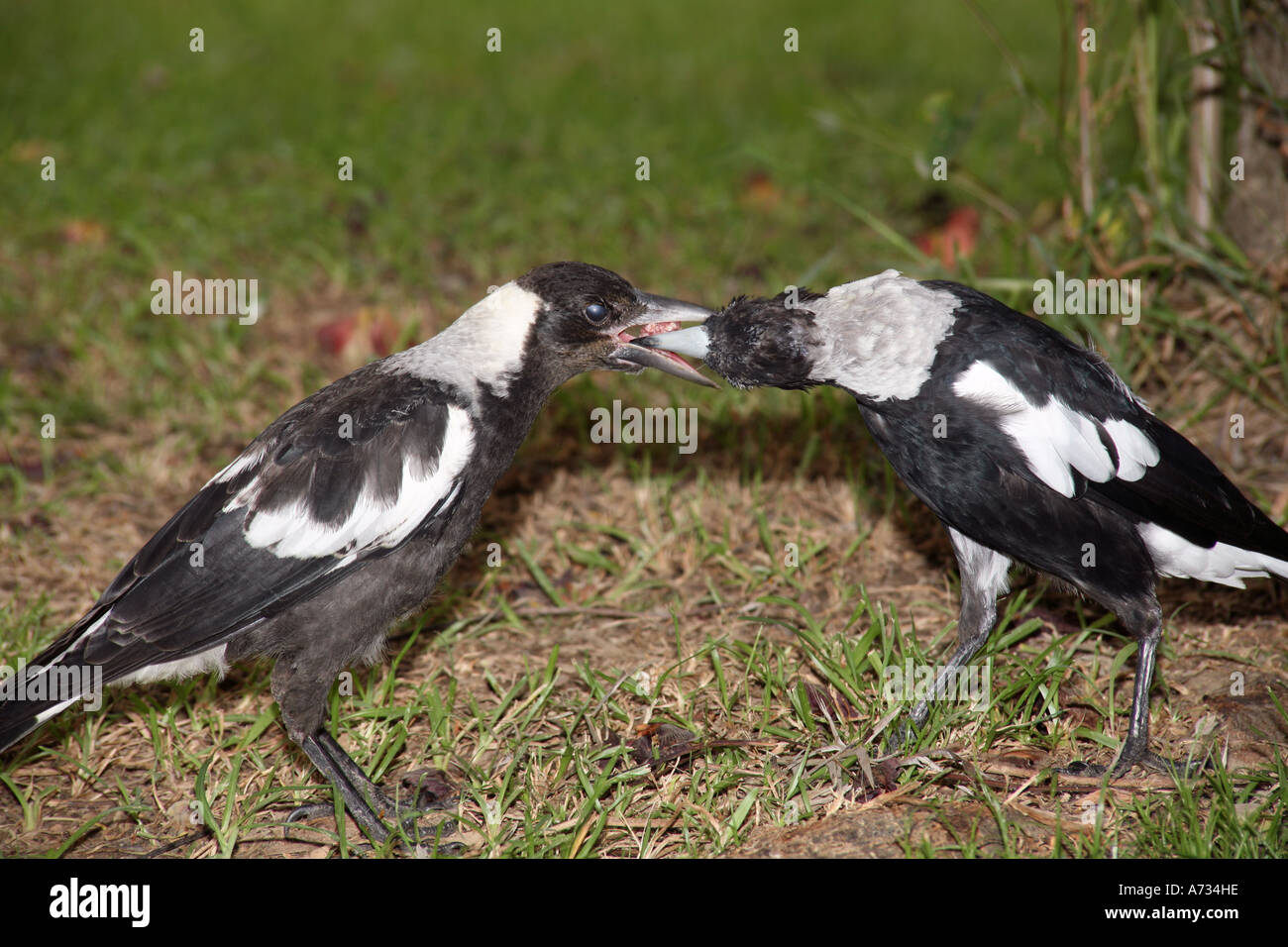 Baby Magpie being fed by mother bird Stock Photo - Alamy Baby Magpie being fed by mother bird Stock Photo - Alamy