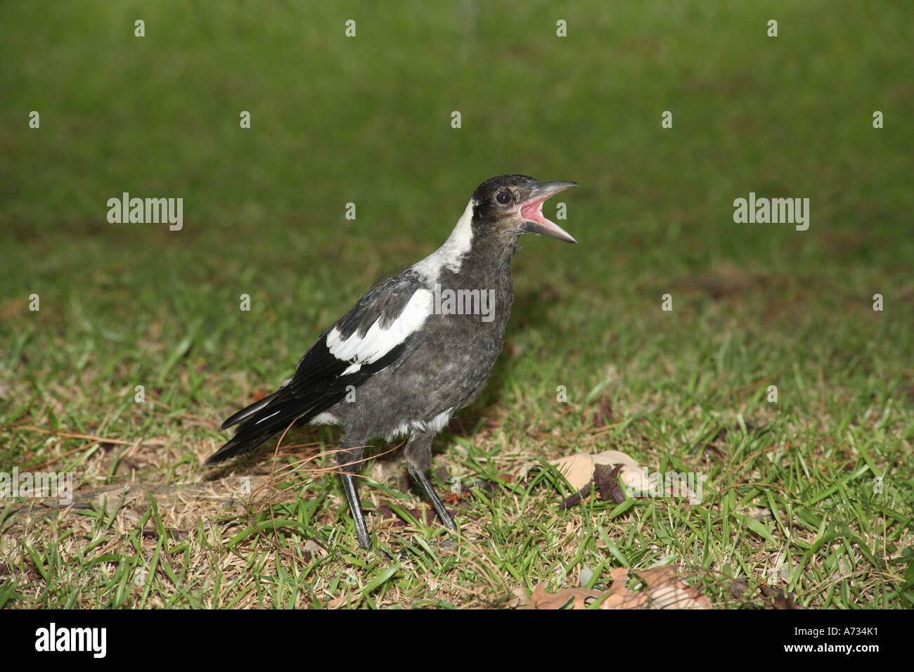 Australian Baby Magpie Stock Photos & Australian Baby Magpie Stock ...