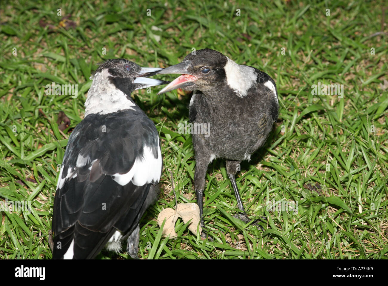 Adult Australian Magpie feeding Juvenile Australian Magpie, Gymnorhina ...