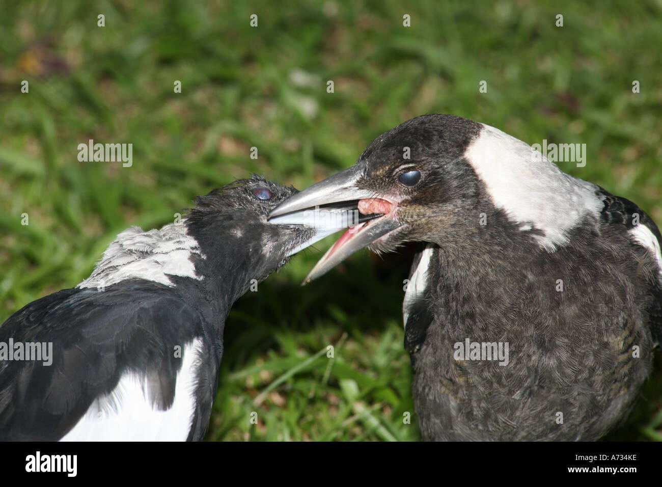 Adult Australian Magpie feeding Juvenile Australian Magpie, Gymnorhina ...