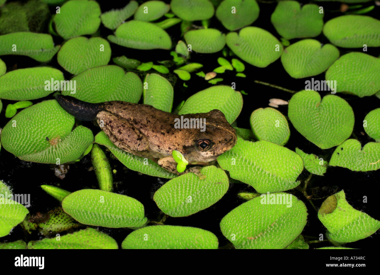 Metamorph of Perons Tree frog, Litoria peronii, showing the tadpole ...
