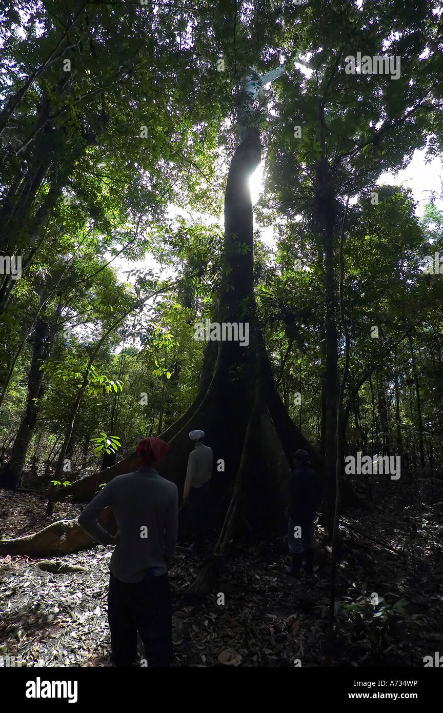 Large tree in the jungle. Amazon rainforest Stock Photo - Alamy