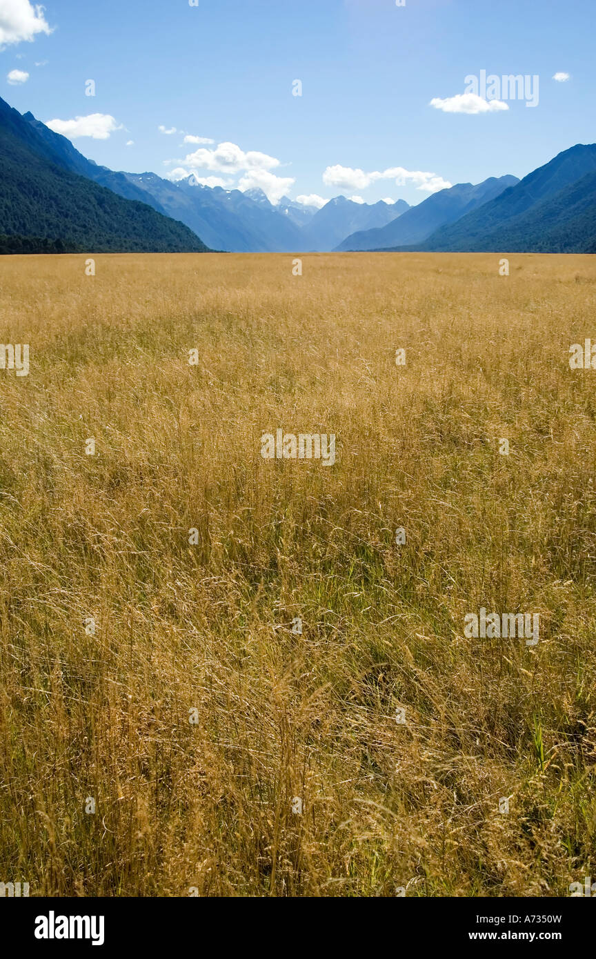 Hay field in new zealand hi-res stock photography and images - Alamy