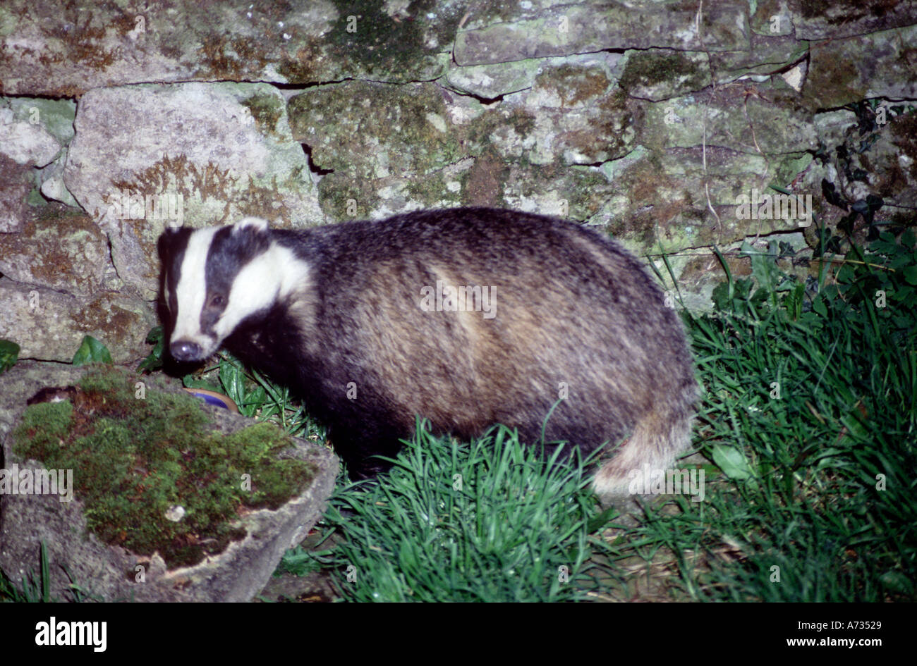 A Badger Outdoors In The Wild Stock Photo - Alamy