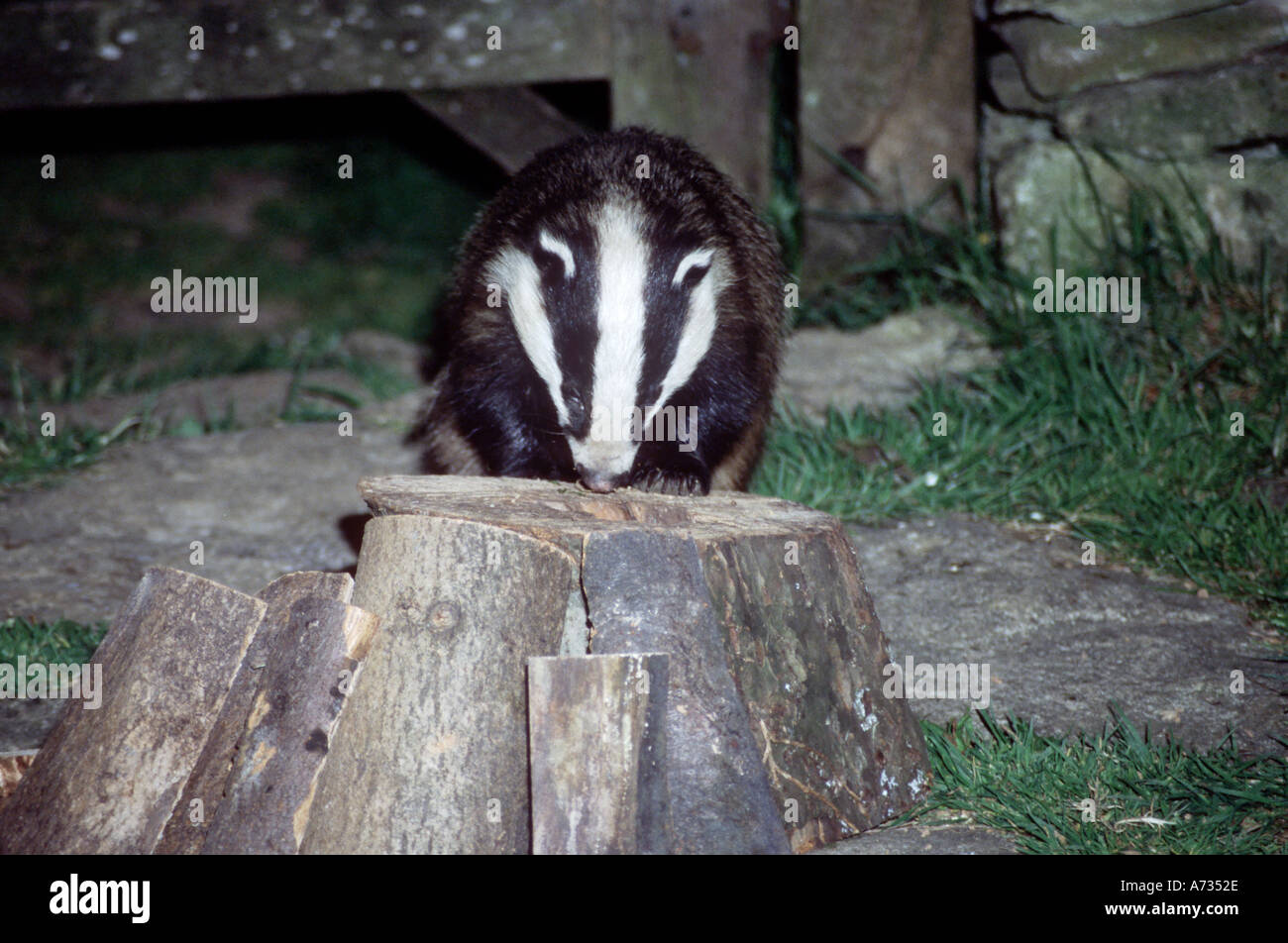 Badger underground meles meles hi-res stock photography and images - Alamy