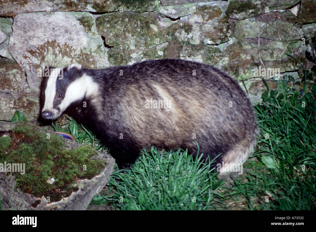 A Badger Outdoors In The Wild Stock Photo - Alamy