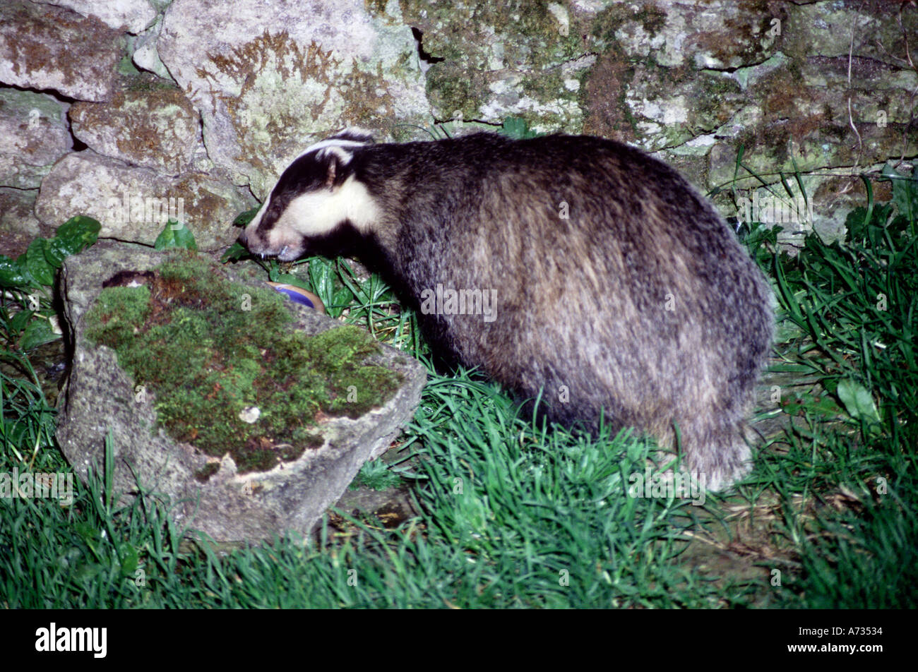 A Badger Outdoors In The Wild Stock Photo - Alamy