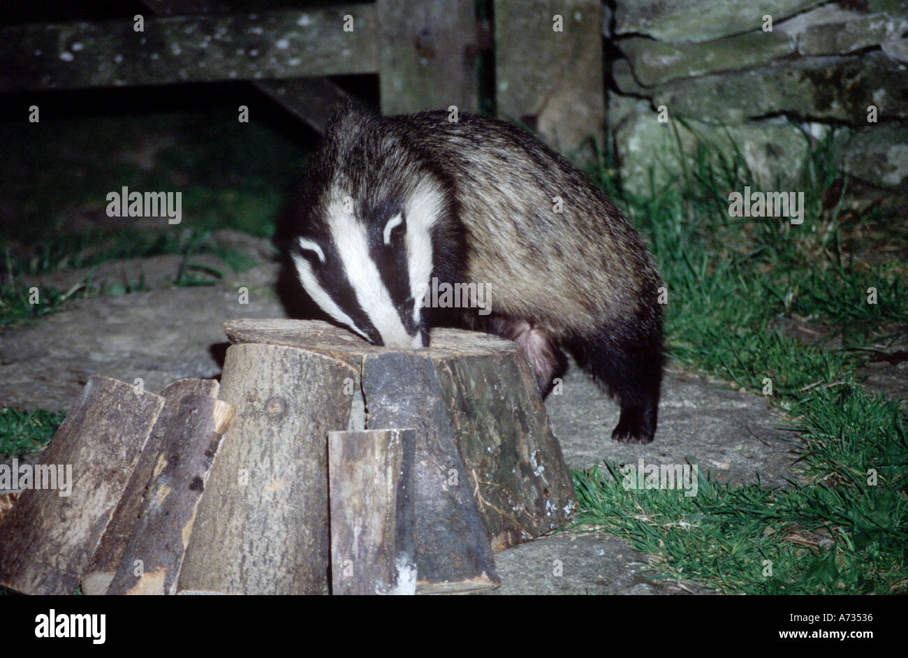 A Badger Outdoors In The Wild Stock Photo - Alamy