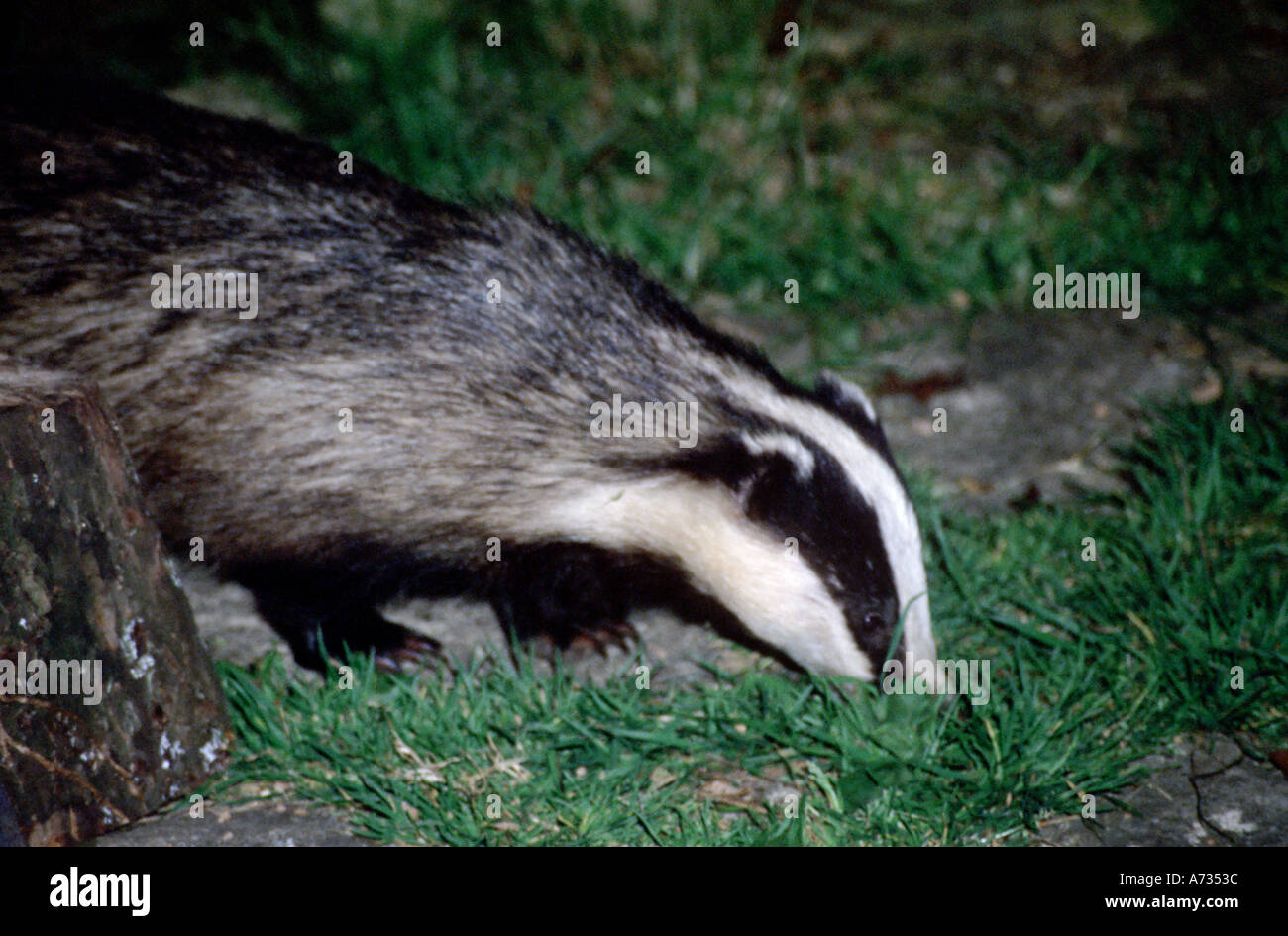 A Badger Outdoors In The Wild Stock Photo - Alamy