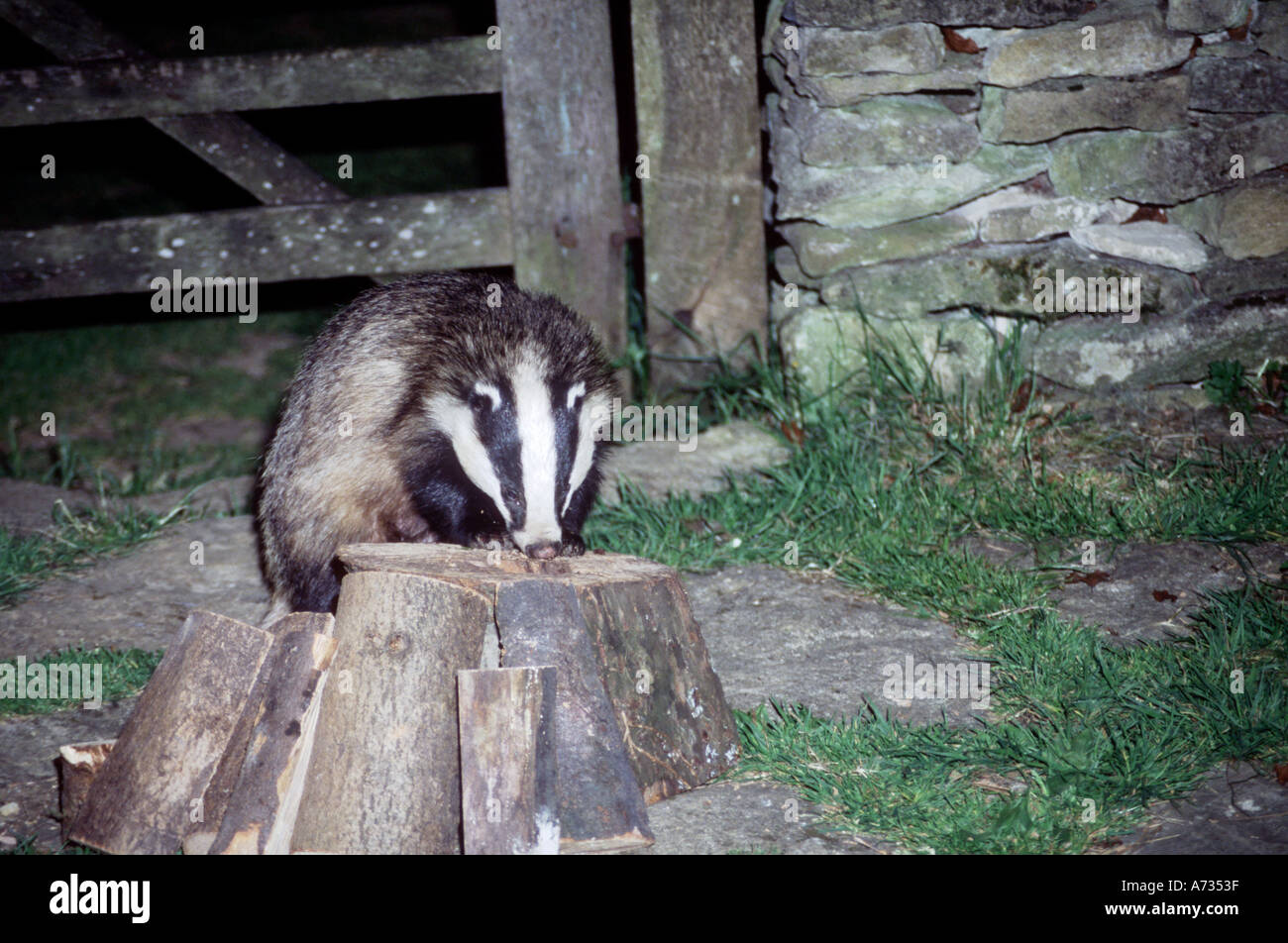 A Badger Outdoors In The Wild Stock Photo - Alamy