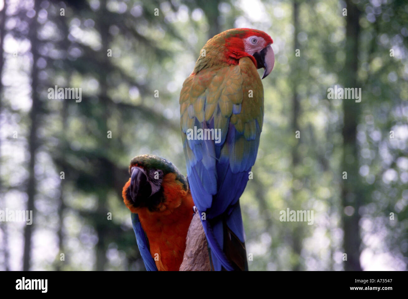 Closeup parrots hi-res stock photography and images - Alamy