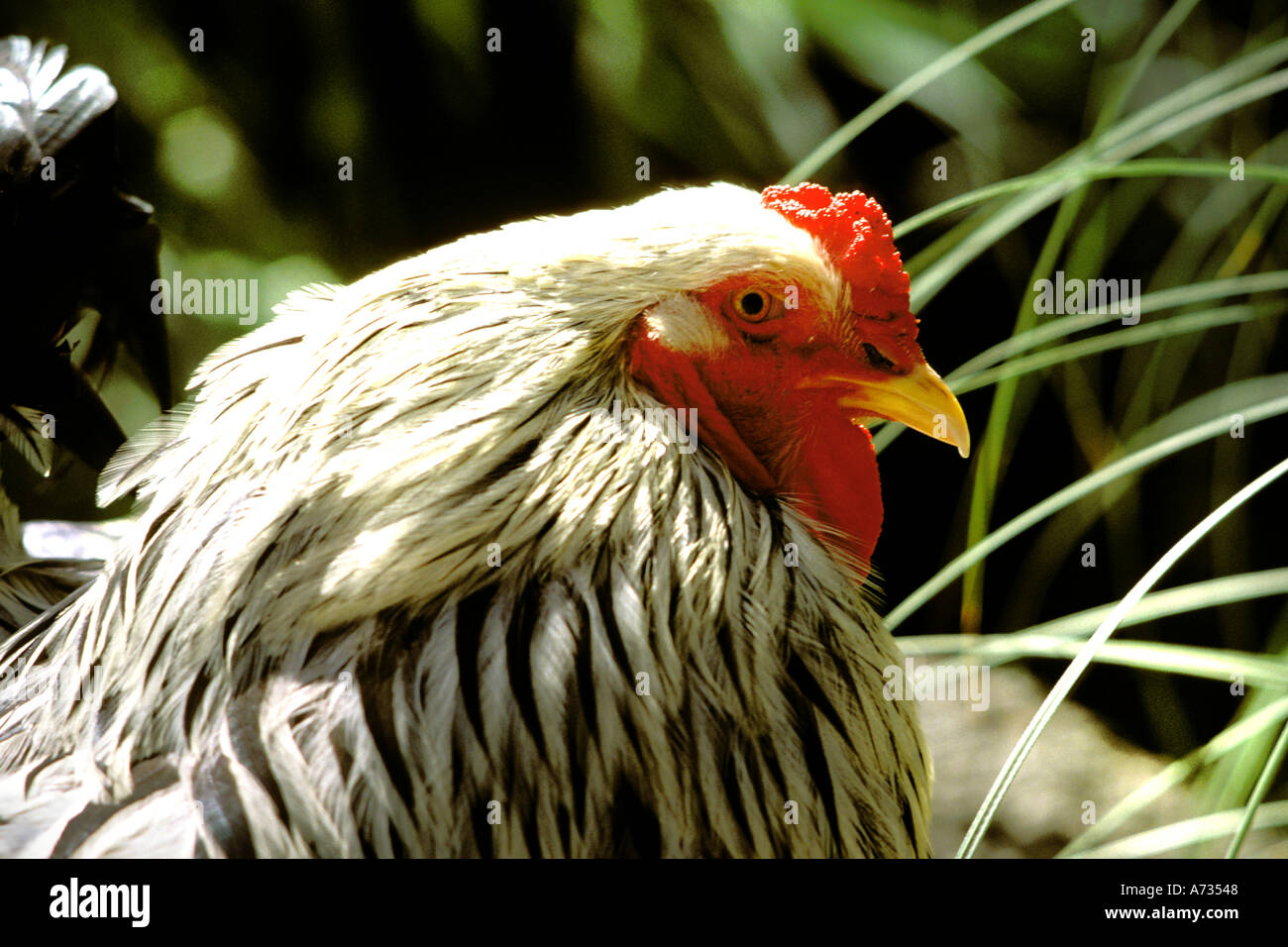 Hen on grass Stock Photo - Alamy