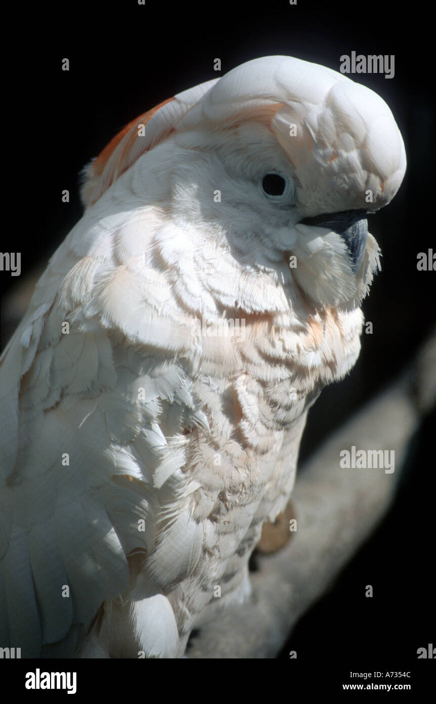 Close-up of a Cockatoo Stock Photo - Alamy