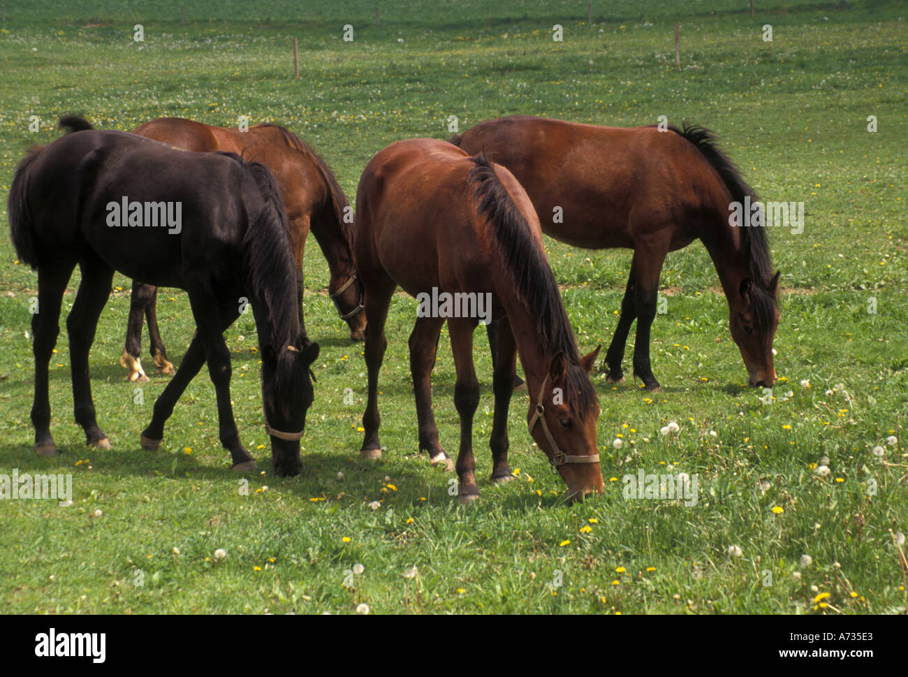 Lancaster pa horses hi-res stock photography and images - Alamy