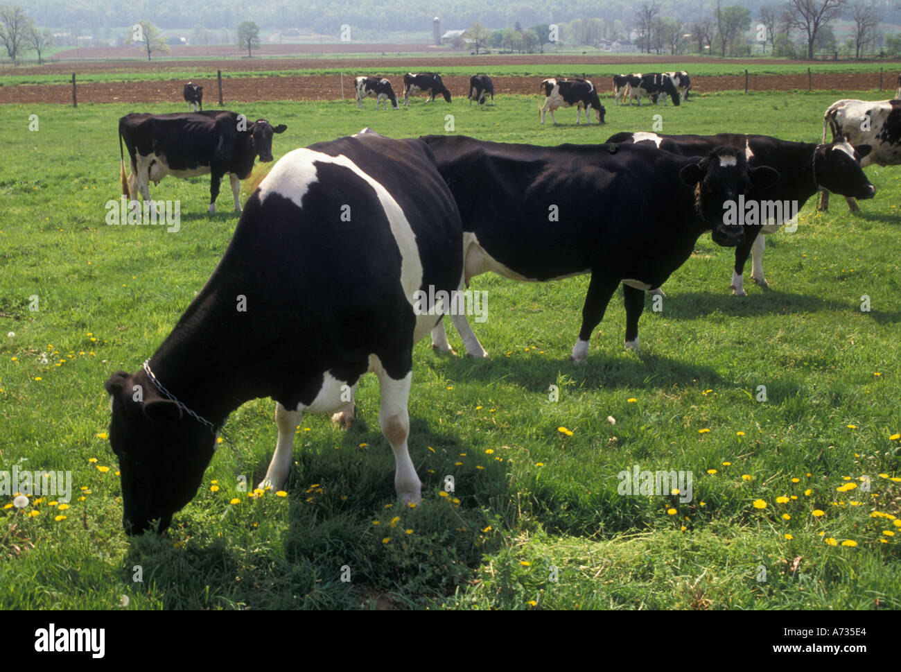 Farm farming farmland amish cows cow cattle lancaster county hi-res ...
