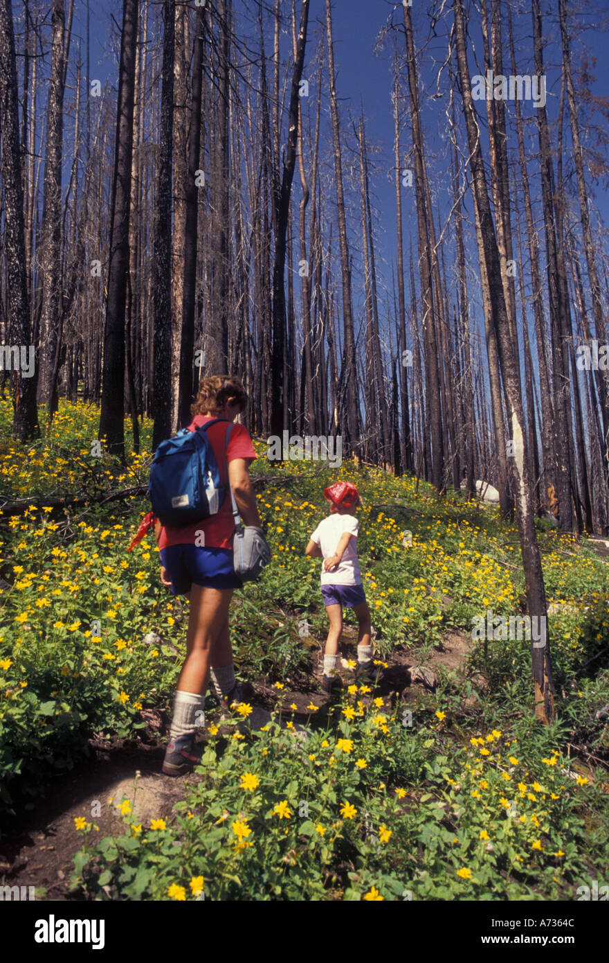 Yellowstone fire regrowth hi-res stock photography and images - Alamy