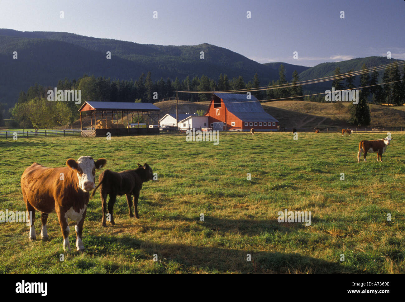 British columbia farm cattle field hi-res stock photography and images ...