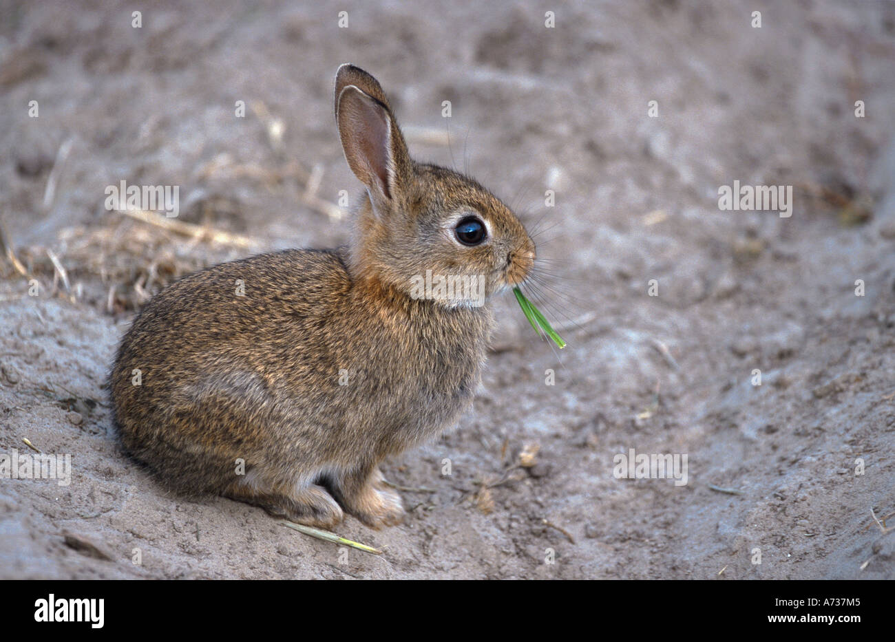 European rabbit (Oryctolagus cuniculus), young, eating a blade of grass ...