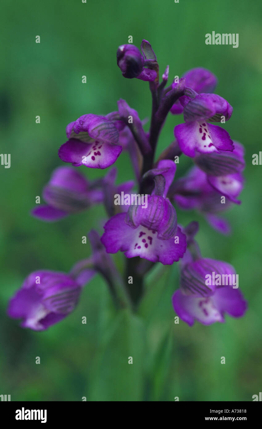 Species orchis morio hi-res stock photography and images - Alamy