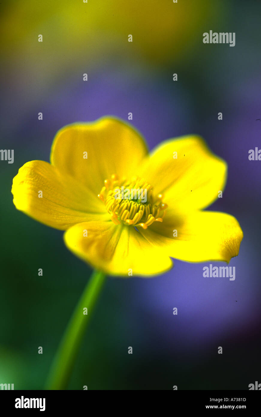 Trollius acaulis hi-res stock photography and images - Alamy