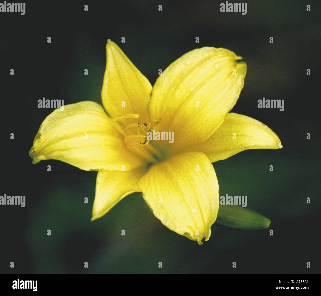 A lily flower bud Stock Photo - Alamy