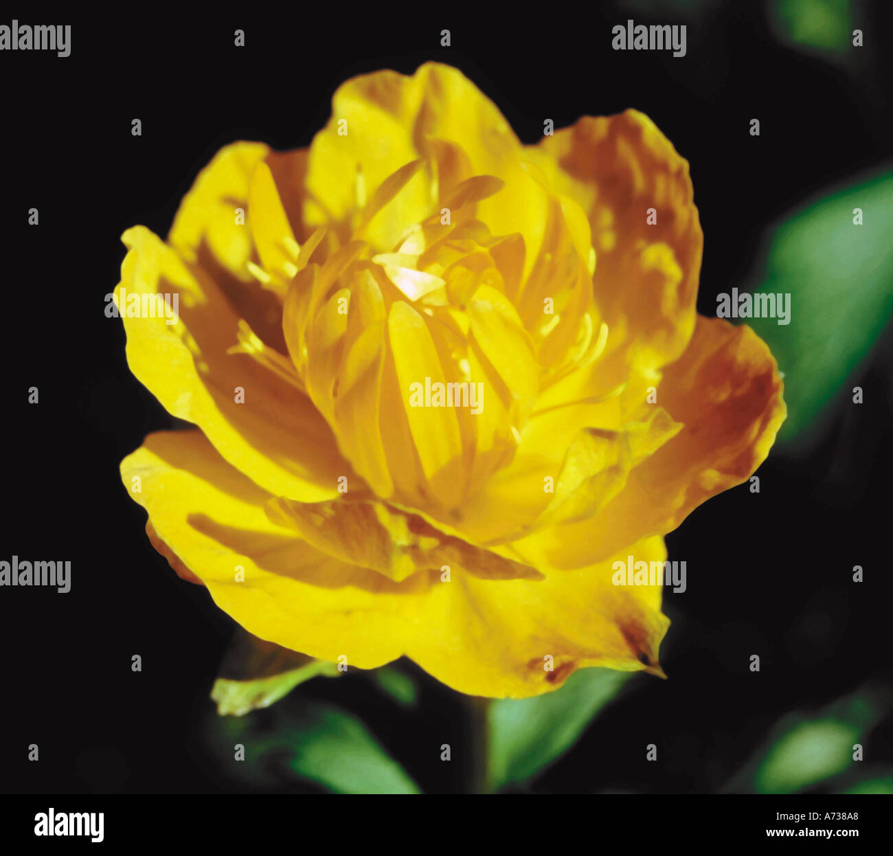 A global flower Trollius bud so called superbus Stock Photo - Alamy