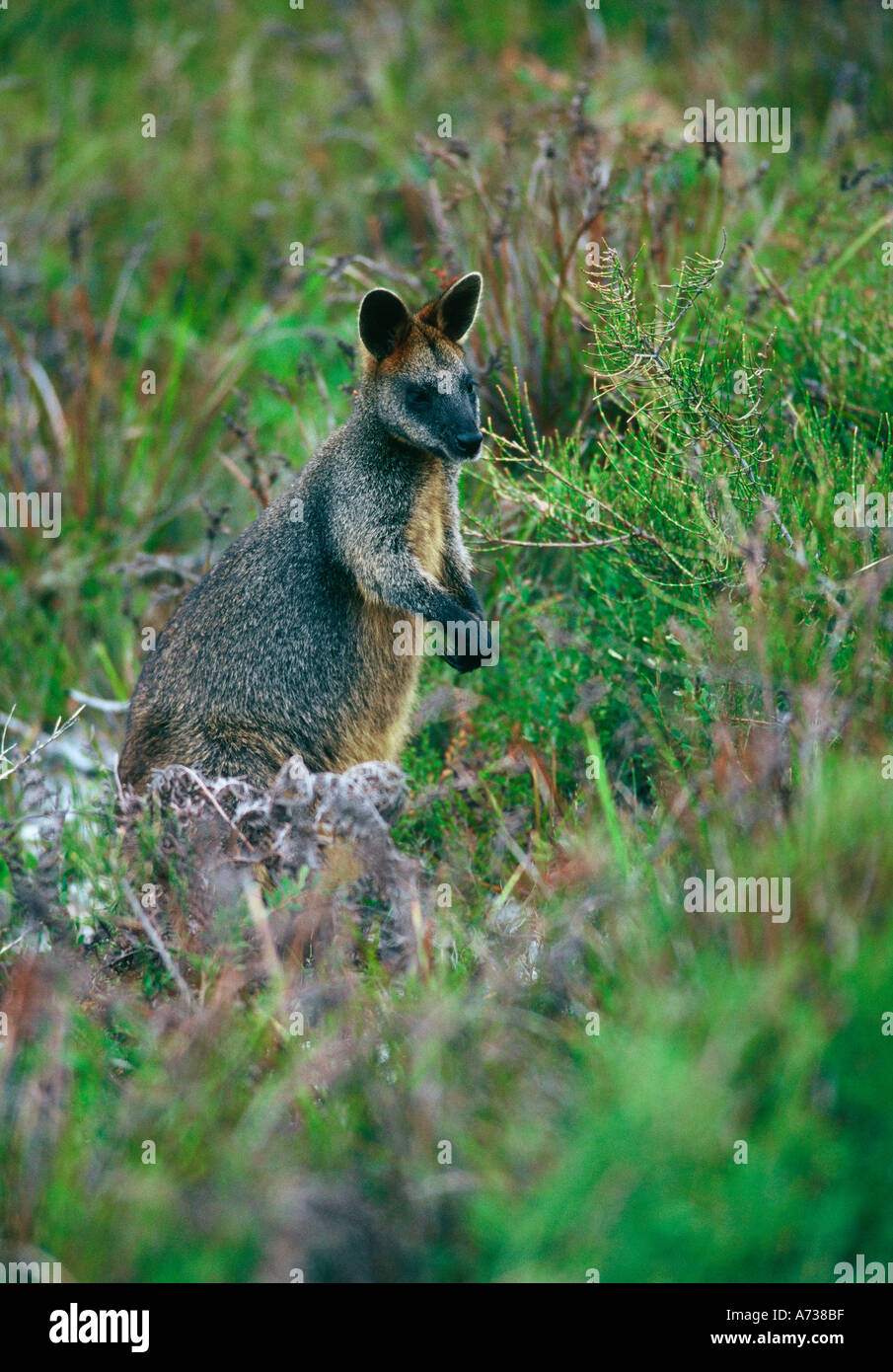 Black tailed or fern wallaby hi-res stock photography and images - Alamy