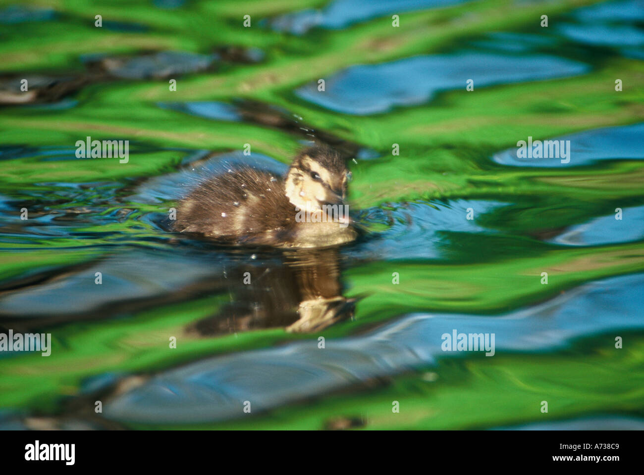 Duck chick shaking its wet head Stock Photo - Alamy