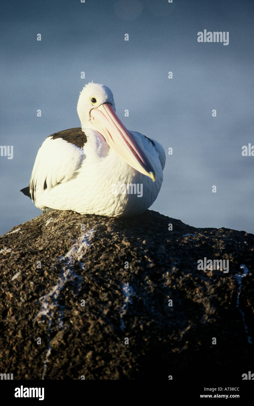 Australian pelican Pelecanus conspicillatus South Australia Stock Photo ...