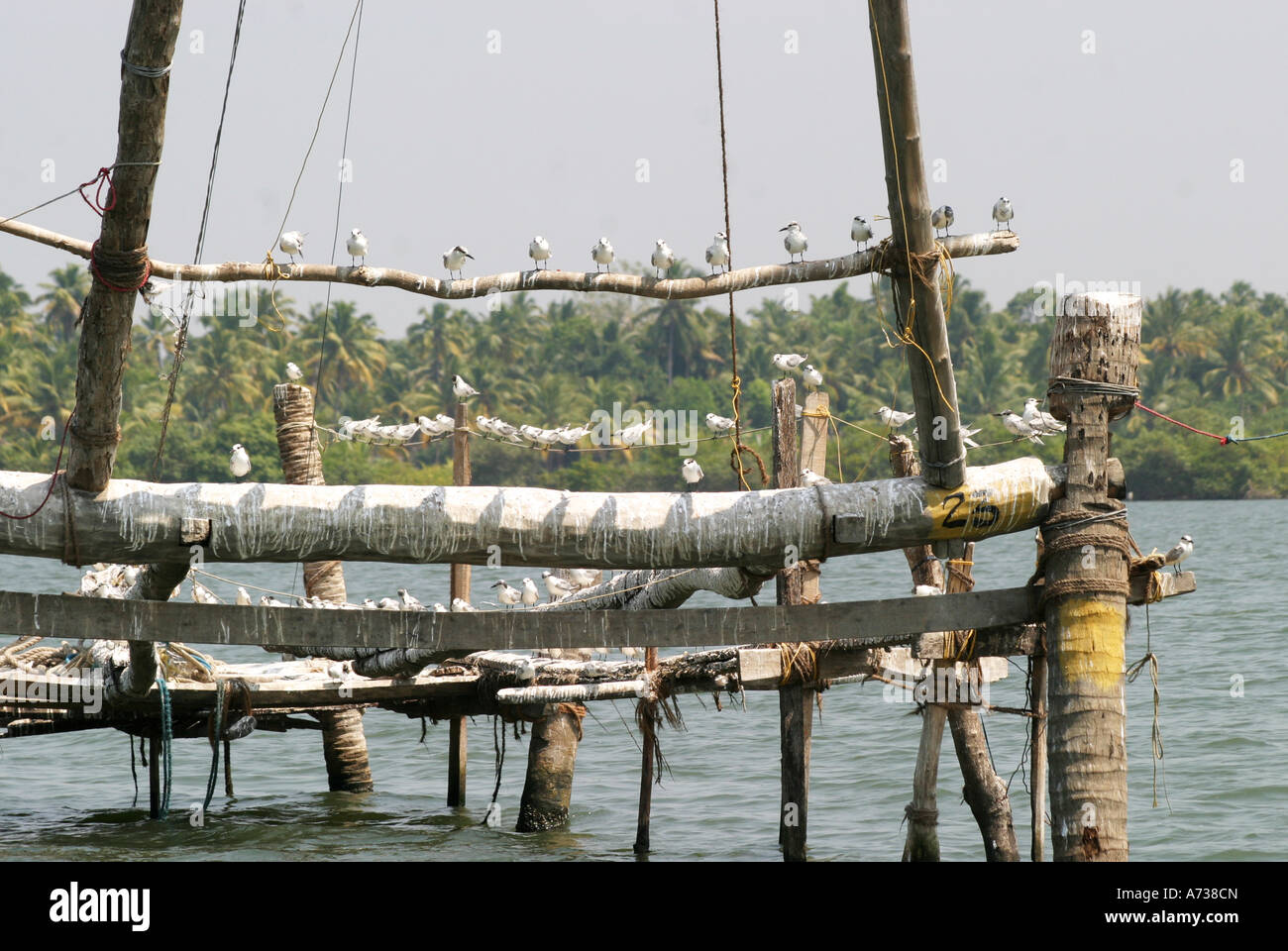 Sea Birds perch on the struts of the historic Chinese Fishing Nets in ...