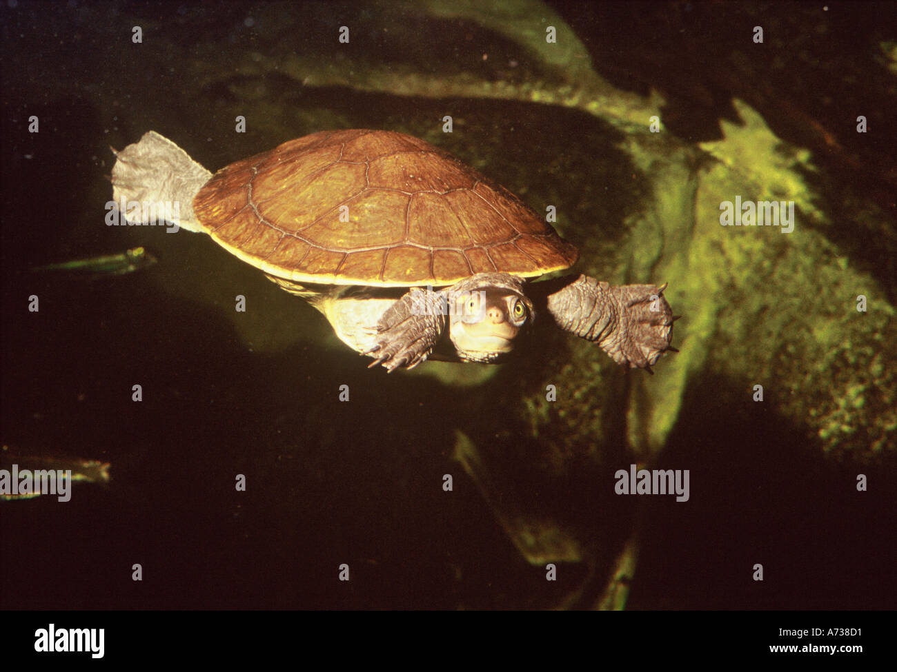 Freshwater tortoise hi-res stock photography and images - Alamy