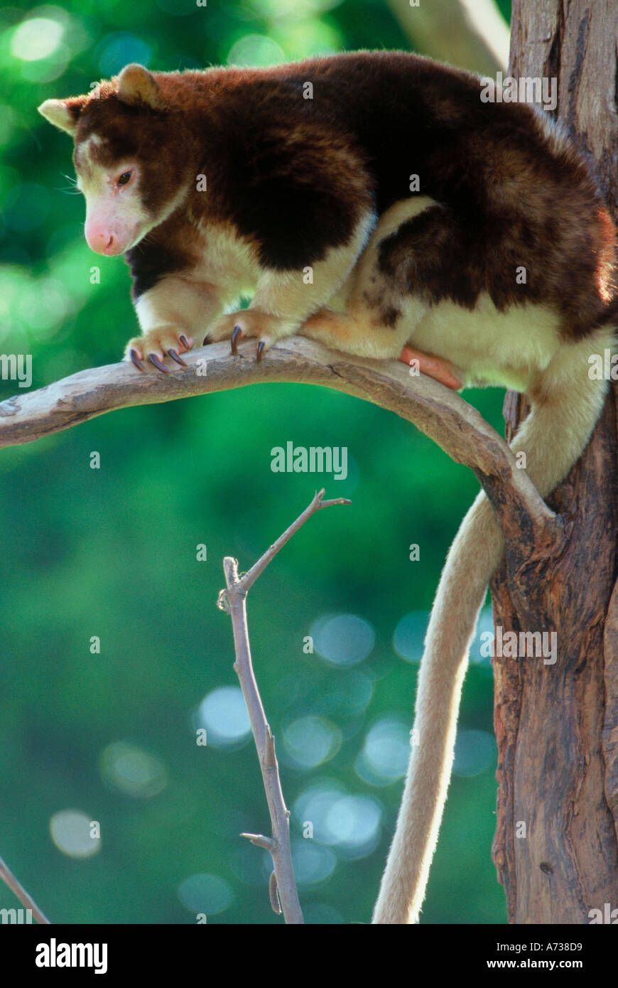 Huon tree kangaroo Dendrolagus matschiei Stock Photo - Alamy
