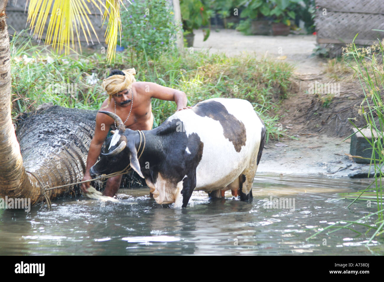 local man washing his cow in the Kerala Backwaters,India Stock Photo ...