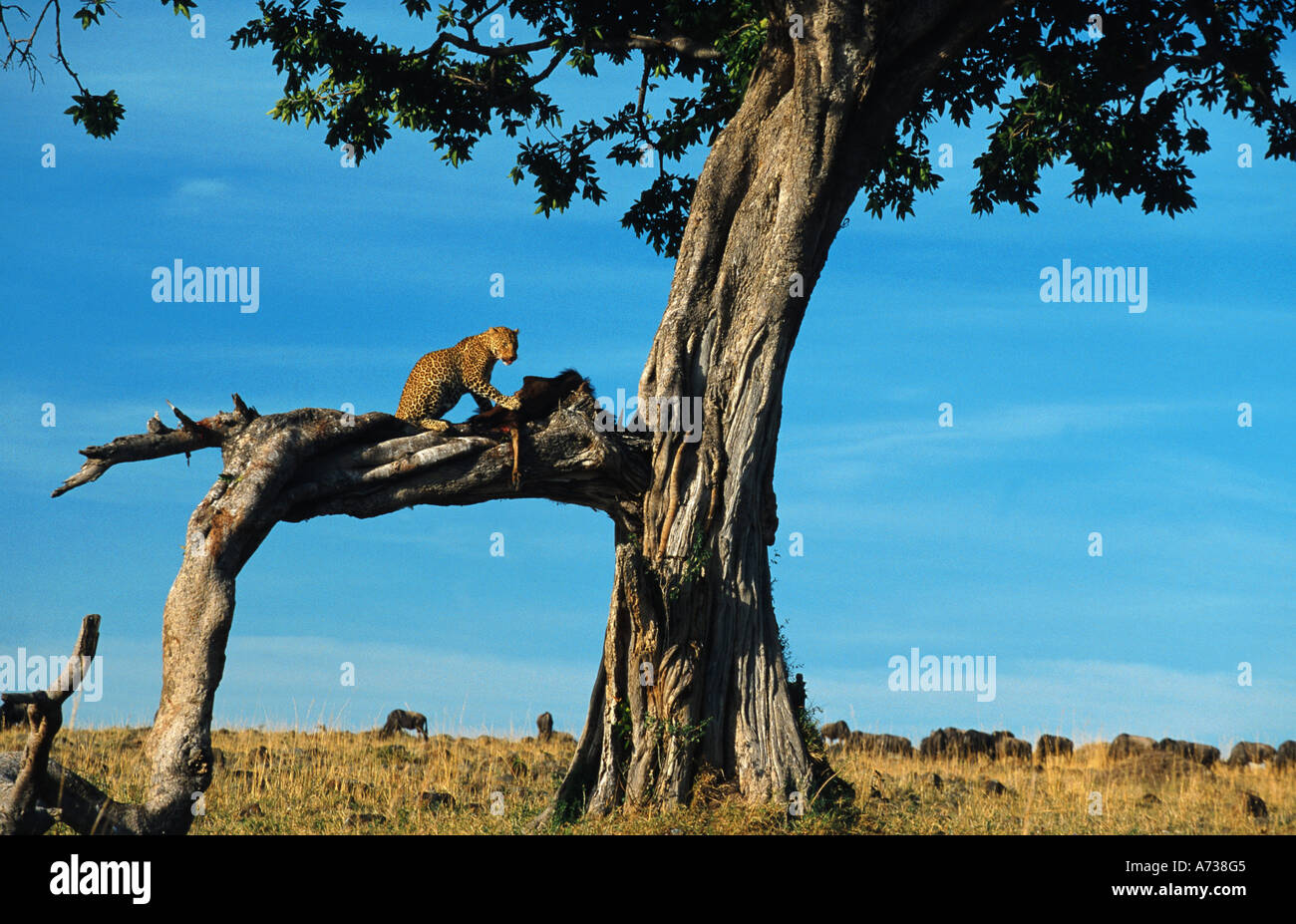 Killed gnu on tree hi-res stock photography and images - Alamy