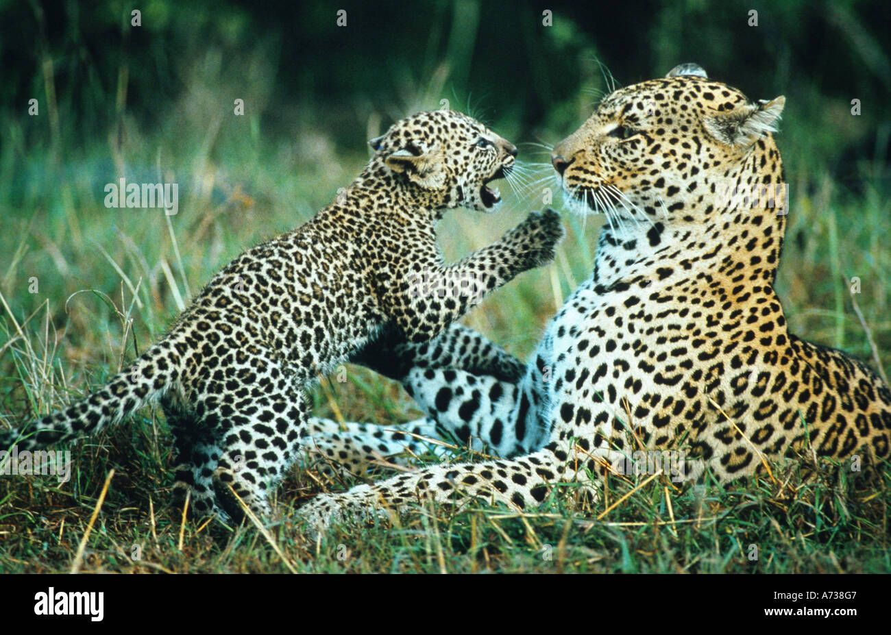 leopard (Panthera pardus), leopardess with angry cub, Kenya, Masai Mara ...