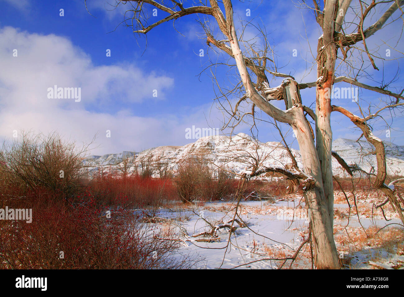 Barren trees in winter Stock Photo - Alamy