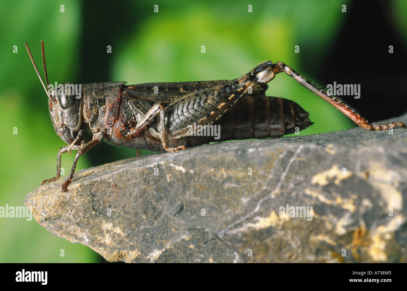 Calliptamus italicus hi-res stock photography and images - Alamy