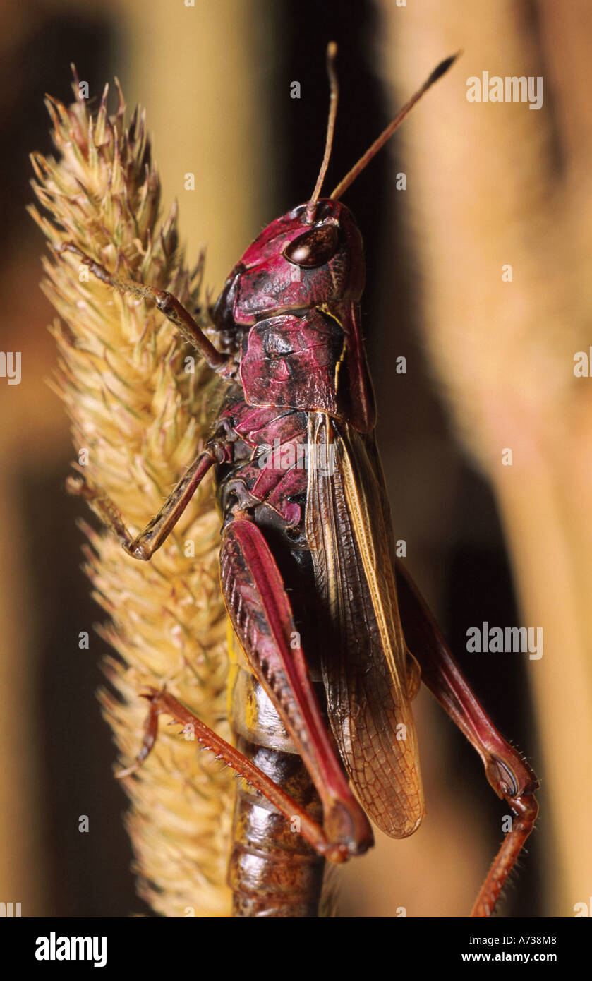 Grasshoppers Italy High Resolution Stock Photography and Images - Alamy