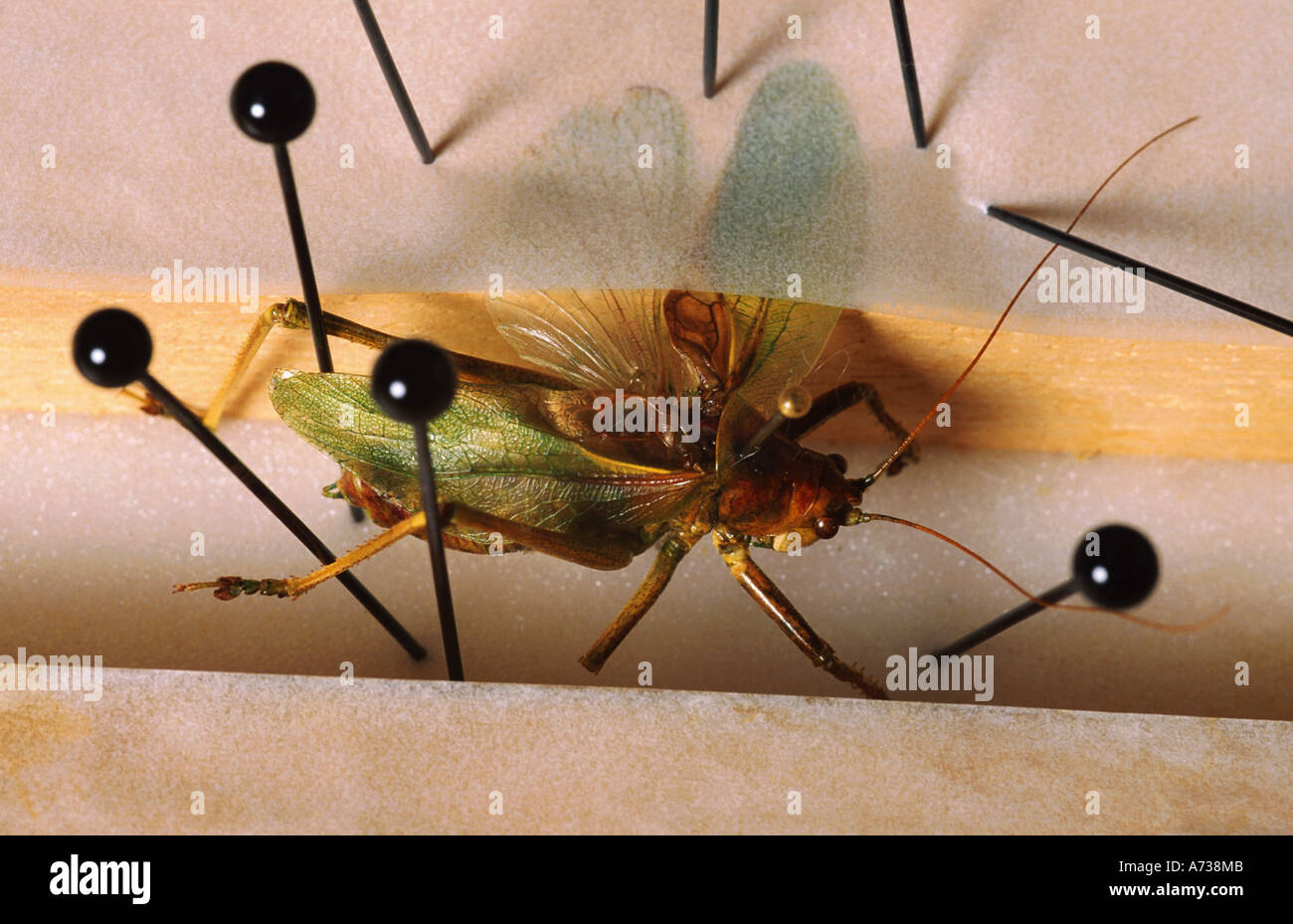 Nailed that one hi-res stock photography and images - Alamy